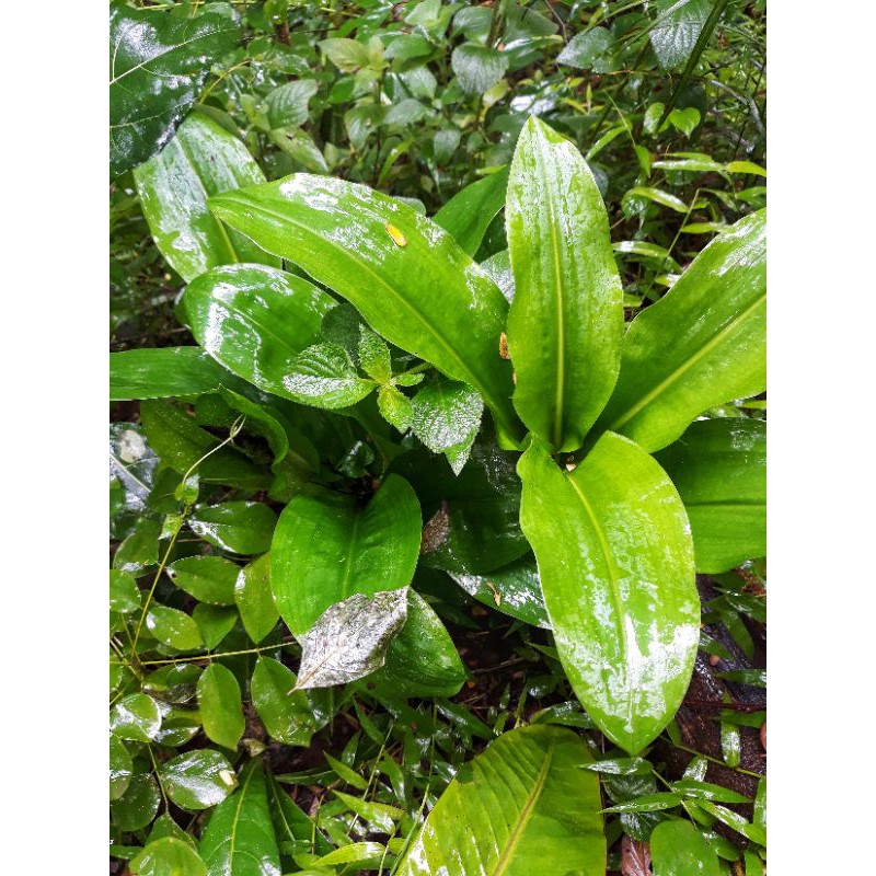 Jual Bunga Desember Viral Subur | Shopee Indonesia