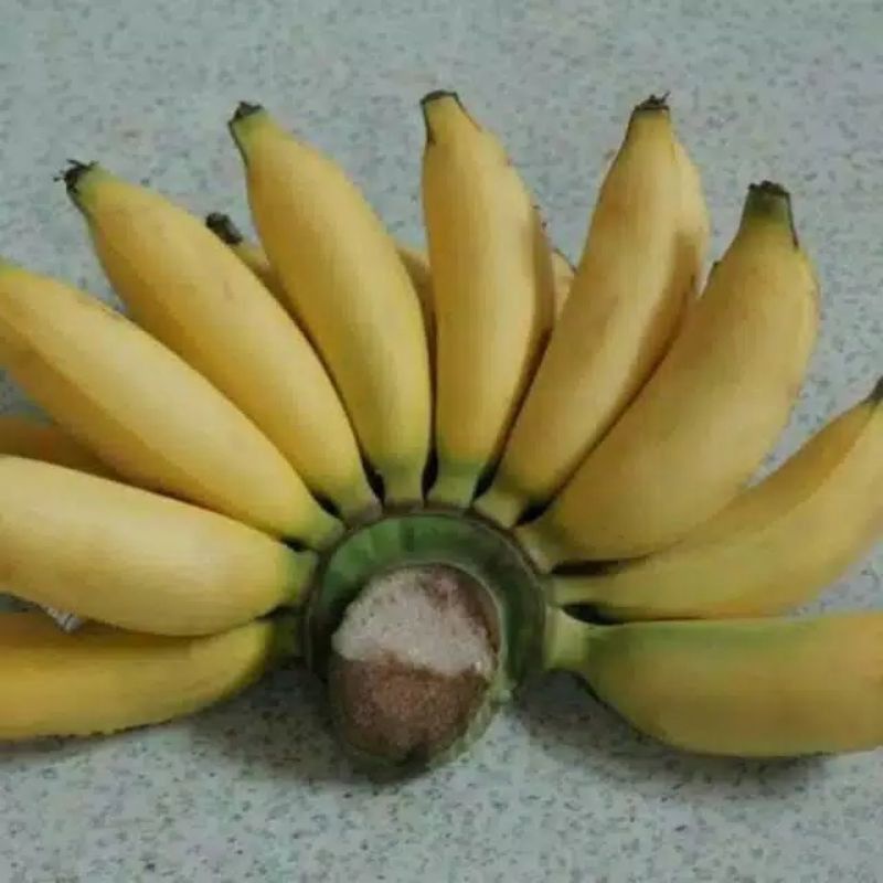 Jual Pisang muli manis fresh 2kg|buah pisang|buah segar bandung ...