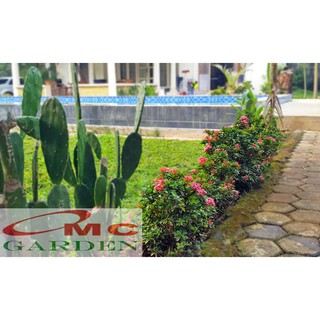 Jual Bunga Potong Soka Mini Asoka Jepang Ixora Pink Jambon Merah Muda ...