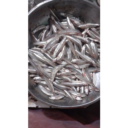 Jual Ikan Teri Basah Segar | Shopee Indonesia