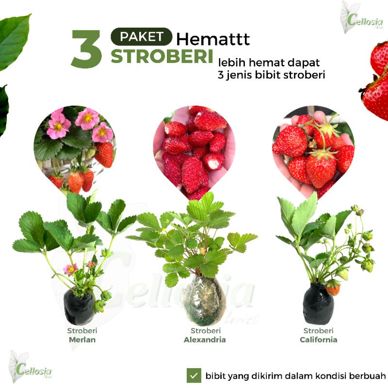 Jual Paket Hemat 3 Jenis Tanaman Strawberry / Stroberi | Shopee Indonesia