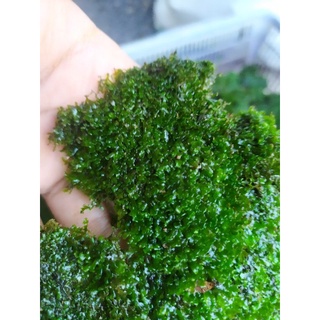Jual moss ricardia , riacardia mos ukuran 10x10cm | Shopee Indonesia