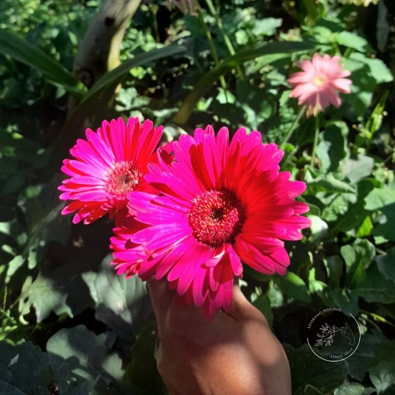 Jual GARBERA Potong per Tangkai MURAH SEGAR warna PINK FANTA 25CM-30CM ...