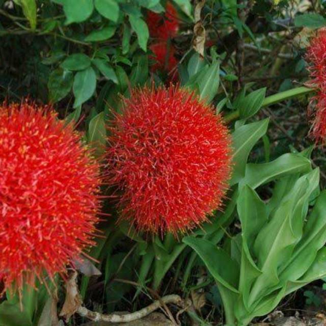 Jual Tanaman hias bunga desember fireball lily | Shopee Indonesia