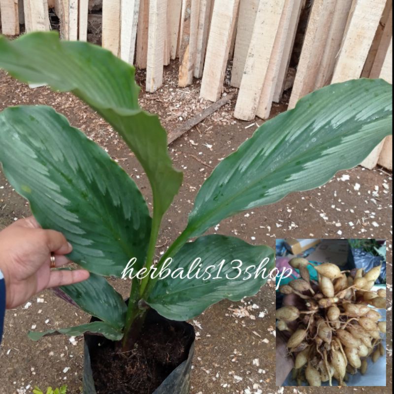 Jual bibit tanaman temu putih gembyok | Shopee Indonesia