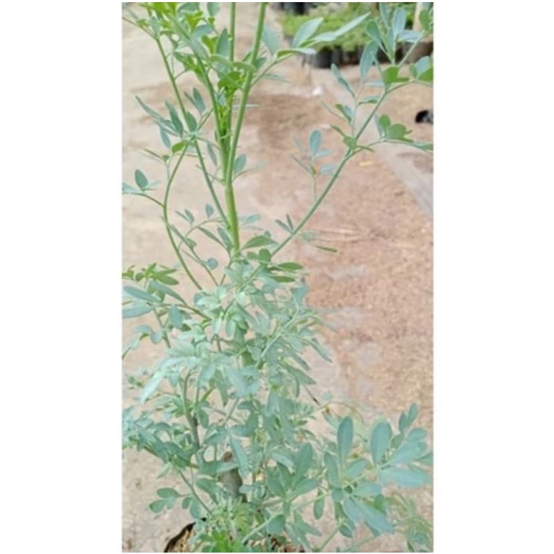 Jual bibit tanaman ingu ingu - Tanaman herbal ingu tanaman cao cao ...