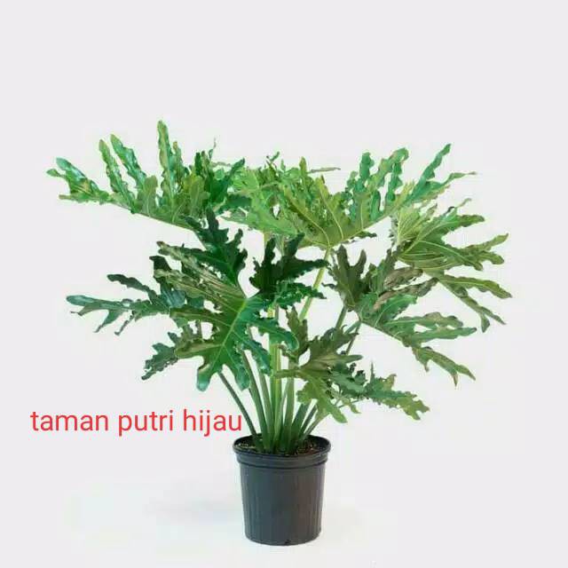 Jual Tanaman hias phillo jari gendrum pohon pilo jari | Shopee Indonesia
