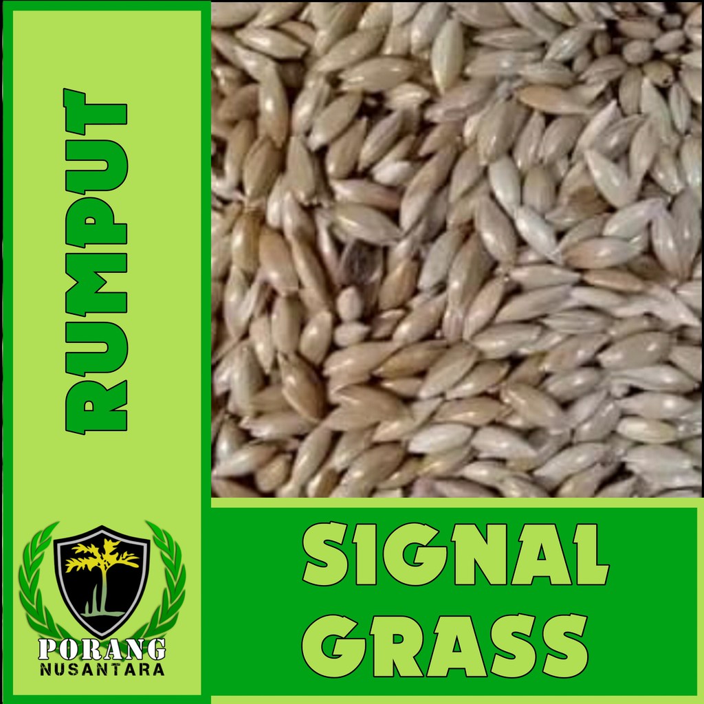 Jual Benih biji rumput signal grass | Shopee Indonesia