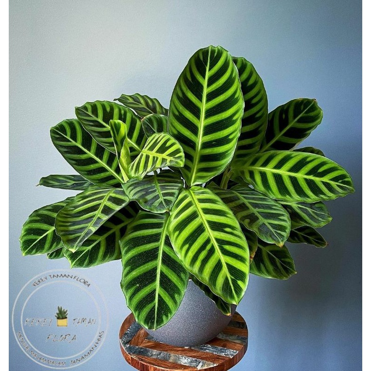 Jual Tanaman Hias Calathea Zebrina - Calathea Zebrina - Bunga Calathea ...