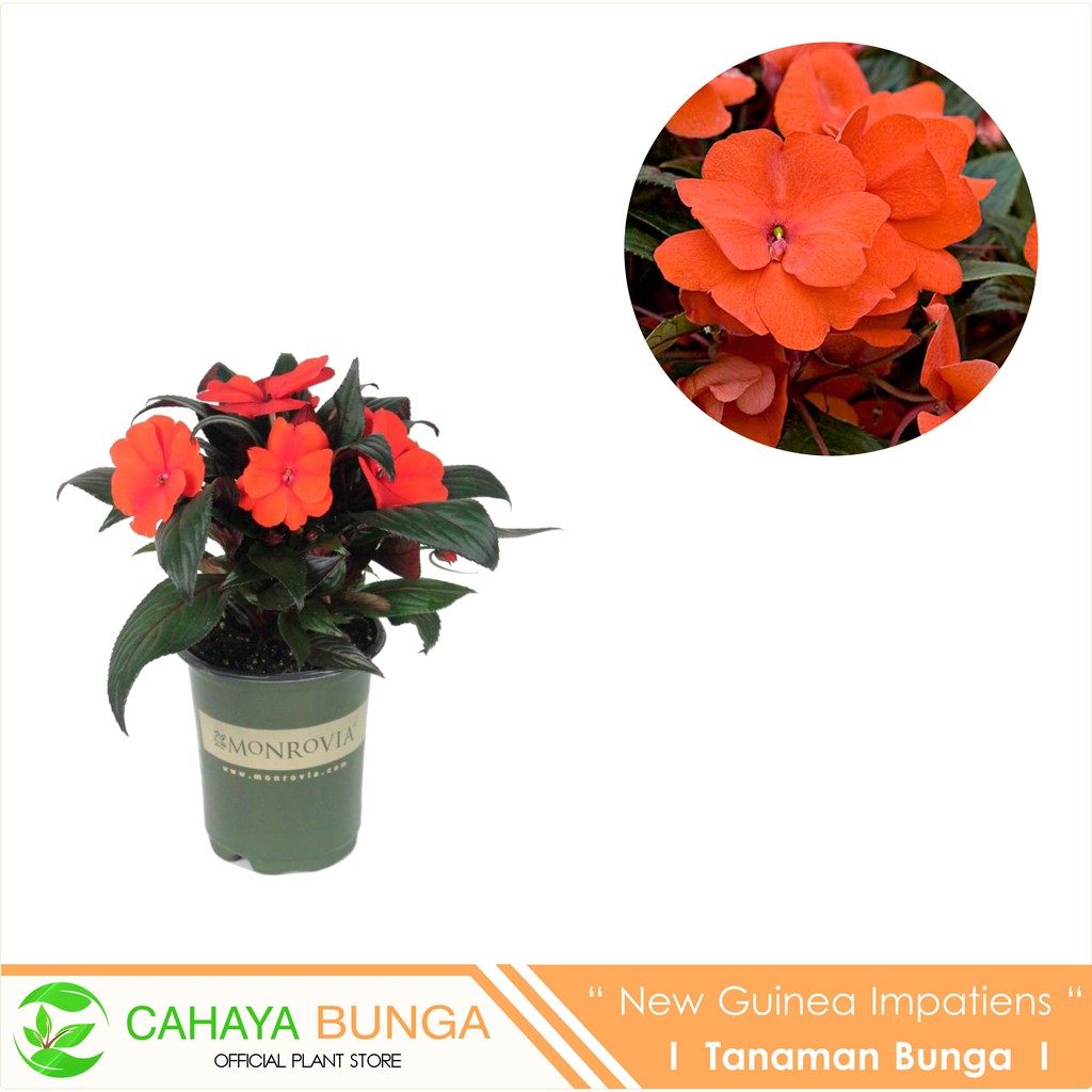 Beginilah 41+ Tanaman Bunga Orange yang Lagi Viral - Informasi Seputar ...