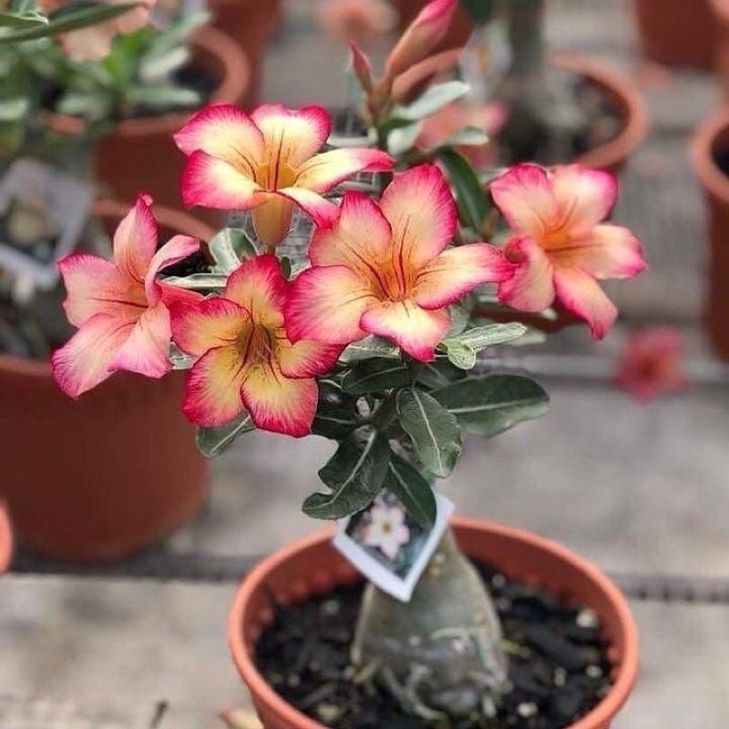 Jual NEW!!BAHAN BONSAI-ADENIUM KAMBOJA JEPANG BUNGA TUMPUK//BUNGA OREN ...