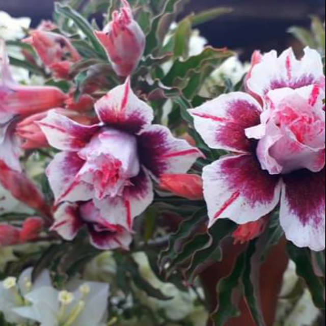 Catat! Gambar Bunga Kamboja Animasi Terbaik - Informasi Seputar Tanaman ...