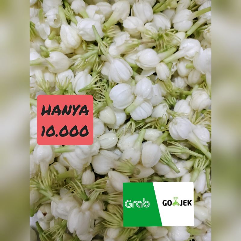 Jual bunga melati putih wangi kembang melati segar | Shopee Indonesia