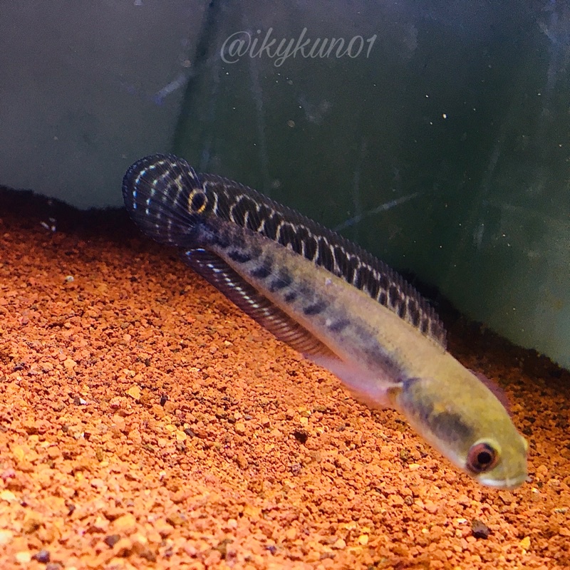 Jual Yellow Maru Sp. Kelantan (dorsal batik) | Shopee Indonesia