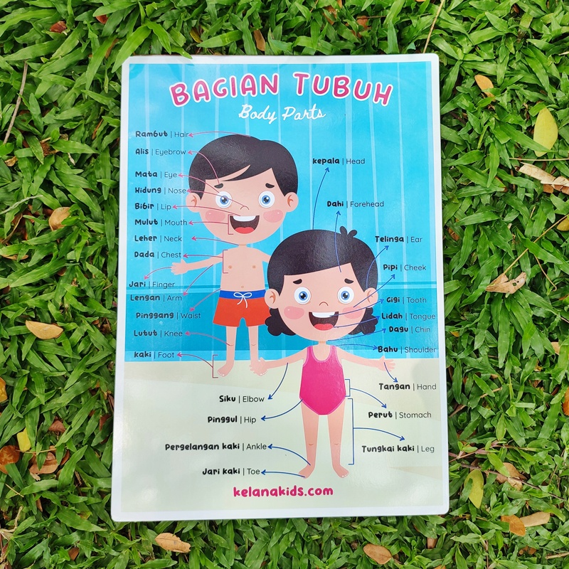 Jual Poster Edukasi A3 Bagian Tubuh Body Parts Wipe Clean Murah ...