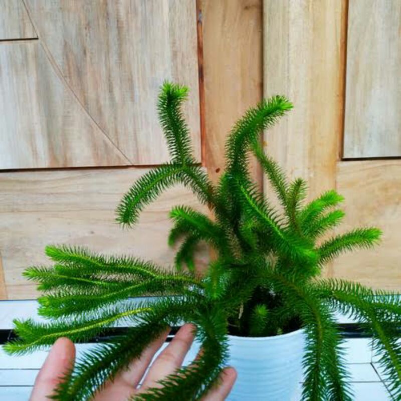 Jual bunga ekor kera | Shopee Indonesia