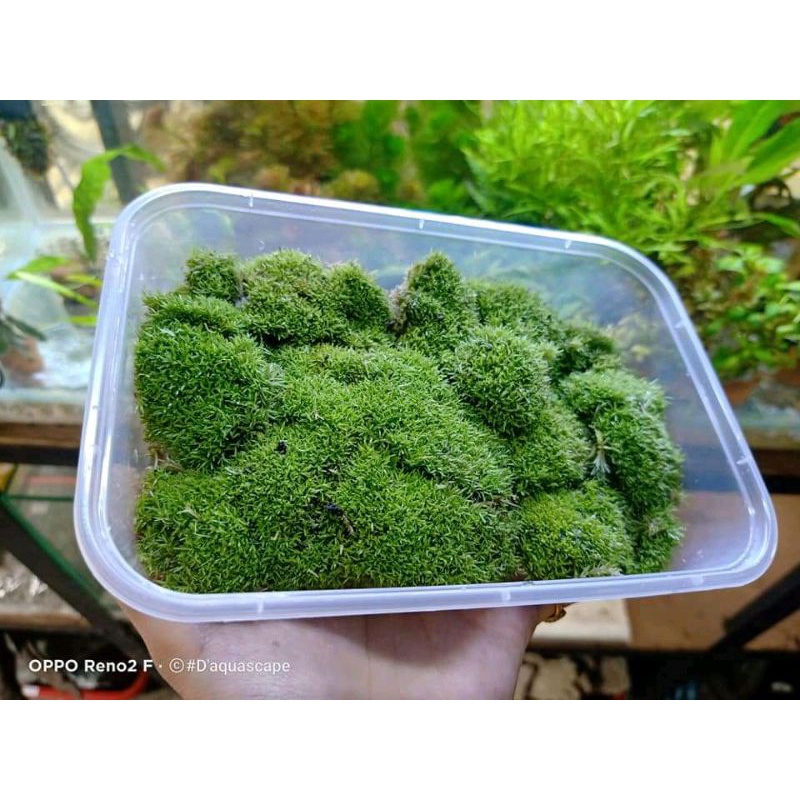 Jual Moss Mutiara Paludarium Porsi Box 18x12 Tanaman paludarium ...