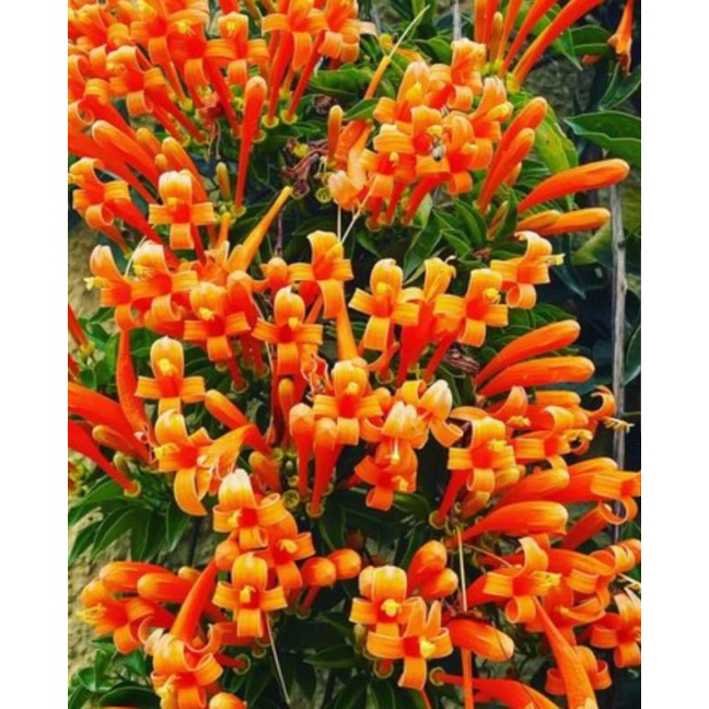 Jual bunga vegetasi lebah flam flem jalar api | Shopee Indonesia