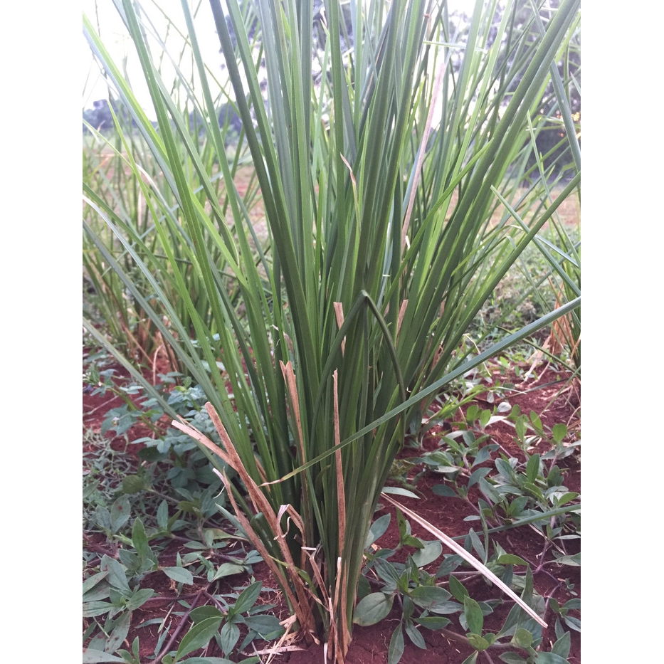 Beginilah Gambar Tanaman Rumput Fatimah Jaman Now - Informasi Seputar ...