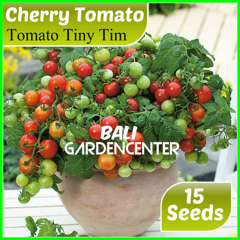 Jual Isi 15 Benih Biji Tomat Mini Cherry - Tomato Tiny Tim | Shopee Indonesia
