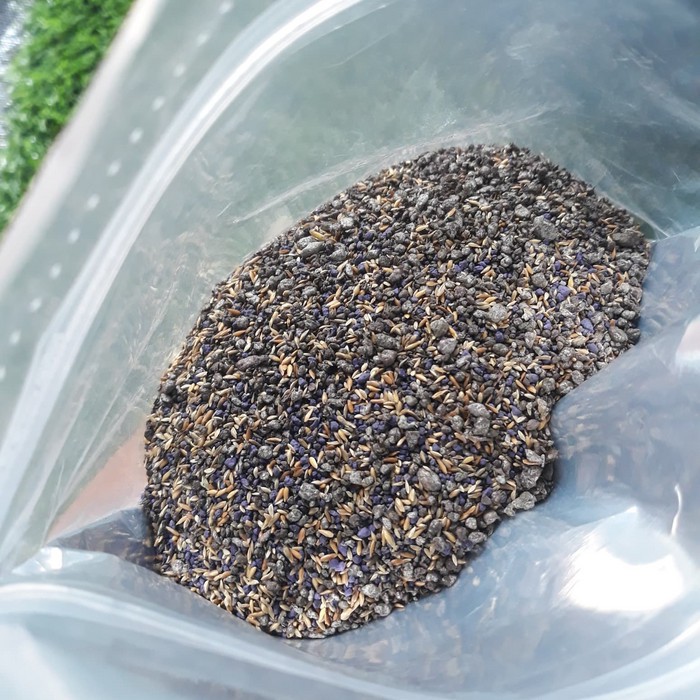 Jual Bibit rumput manila-benih rumput manila impor Indonesia|Shopee ...