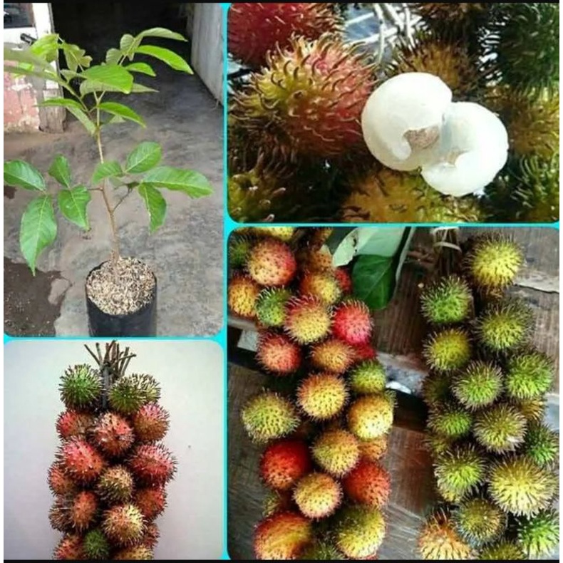Jual Tanaman Rambutan/AC Rafia Umur tanaman 1,5 Tahu 100% ORIGINAL ...