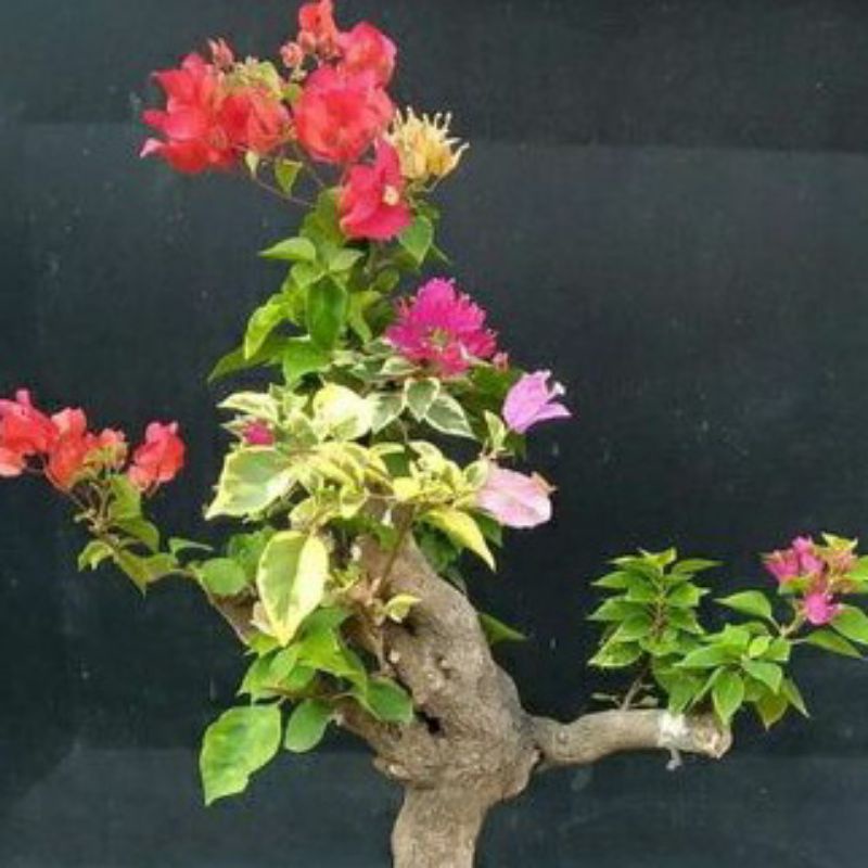 Jual NEW!!TANAMAN HIAS BUGENVIL BUNGA KERTAS//BONGGOL BESAR 3 WARNA ...