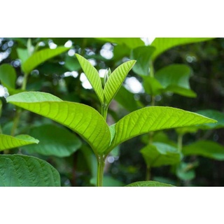 Jual DAUN PUCUK JAMBU BATU harga per 10 daun | Shopee Indonesia