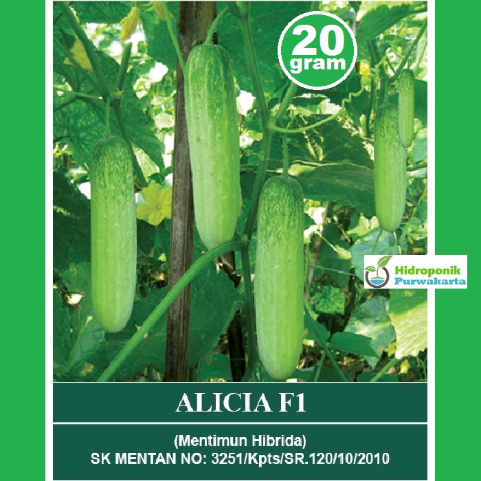 Jual Benih Mentimun Timun Alicia F1 Hibrida Lalap Cap Mutiara Bumi Isi ...