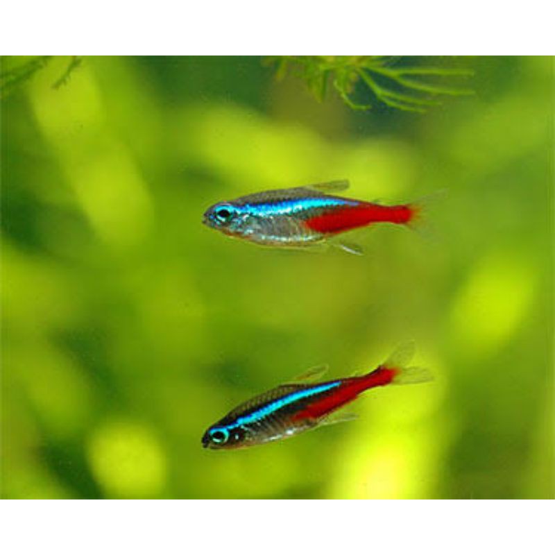 Jual Ikan hias neon Tetra Aquarium Aquascape | Shopee Indonesia