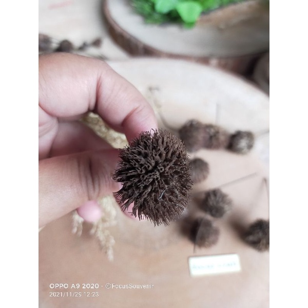 Jual Pom Pom dried flower biji (pom pom) | Shopee Indonesia