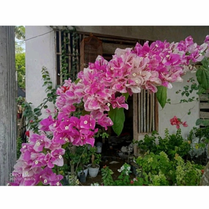 Jual BIBIT TANAMAN HIAS BUGENVIL BUNGA KERTAS//HARMONY - Bougenville ...