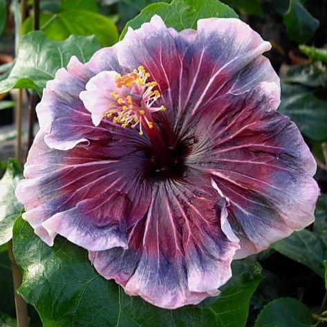 Jual Benih HIBISCUS PURPLE Biji Bibit Bunga Kembang Sepatu Gothic ...