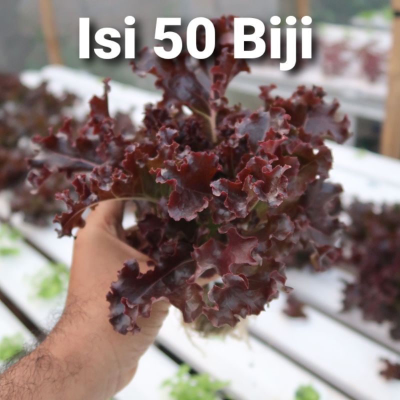 Jual selada ungu Harga Terbaik & Termurah Agustus 2022 | Shopee Indonesia