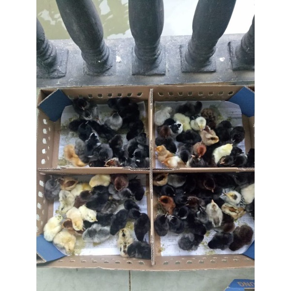 Jual doc ayam kampung asli (aka) | Shopee Indonesia