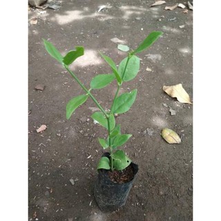 Jual H3Ro Bibit Tanaman Pohon Siwak Kayu Arak Arok | Shopee Indonesia