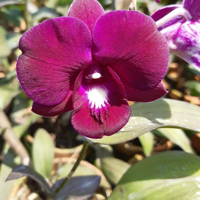Jual Anggrek dendrobium Mored Merah Dewasa Indonesia|Shopee Indonesia