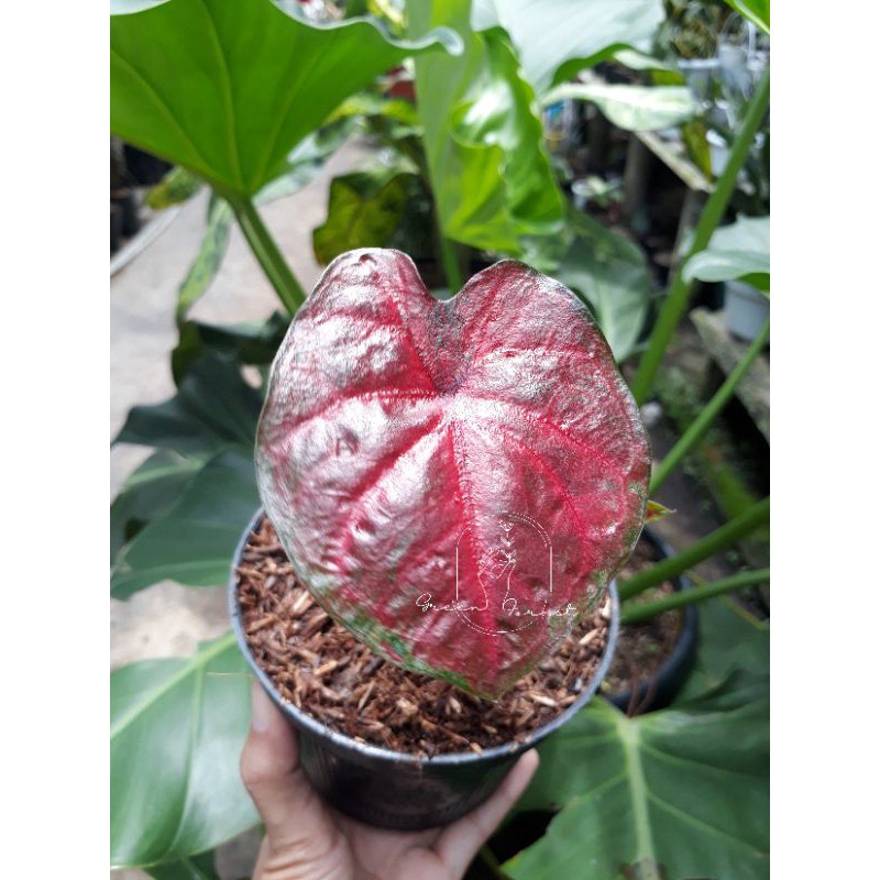 Jual TERMURAH!! Caladium Red Devil Thailand Keladi Merah | Shopee Indonesia