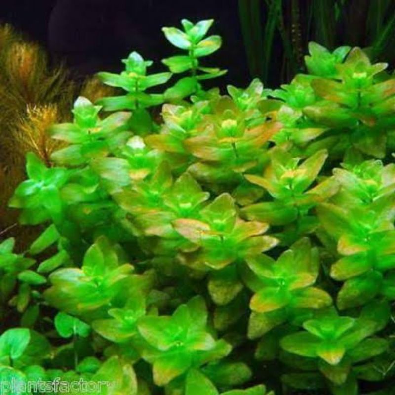 Jual Bacopa Carolina - Tanaman Aquascape Full Air | Shopee Indonesia