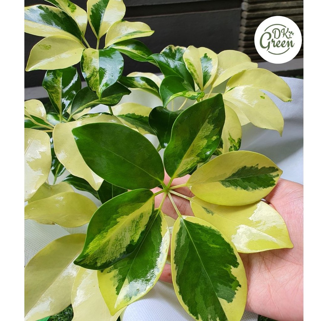 Jual Tanaman Walisongo Variegata dengan pot putih | Shopee Indonesia