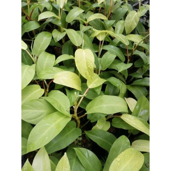 Jual PILO LEMONLIME#TANAMAN HIAS#BUNGA HIDUP#pillo centong | Shopee ...