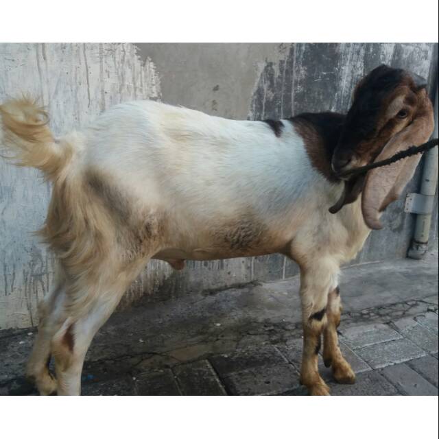 Jual Kambing Qurban | Shopee Indonesia