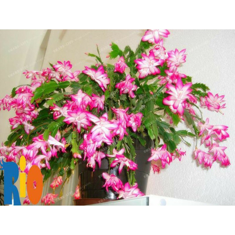 Jual KAKTUS Tanaman Wijaya Kusuma Kepiting Pink - Tanaman Hias wijaya ... Jual KAKTUS Tanaman Wijaya Kusuma Kepiting Pink - Tanaman Hias wijaya ...