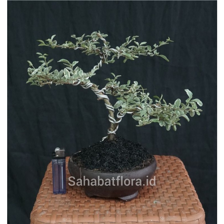 Jual Bonsai Legistrum Variegata (Sudah Jadi) | Bonsai Kututan Variegata ...