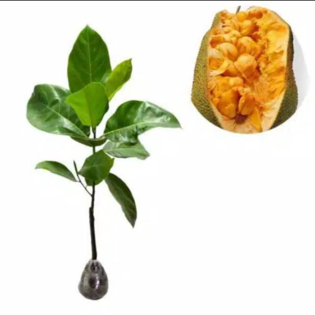 Jual Bibit pohon cempedak madu - tanaman cempedak super - cempedak ...