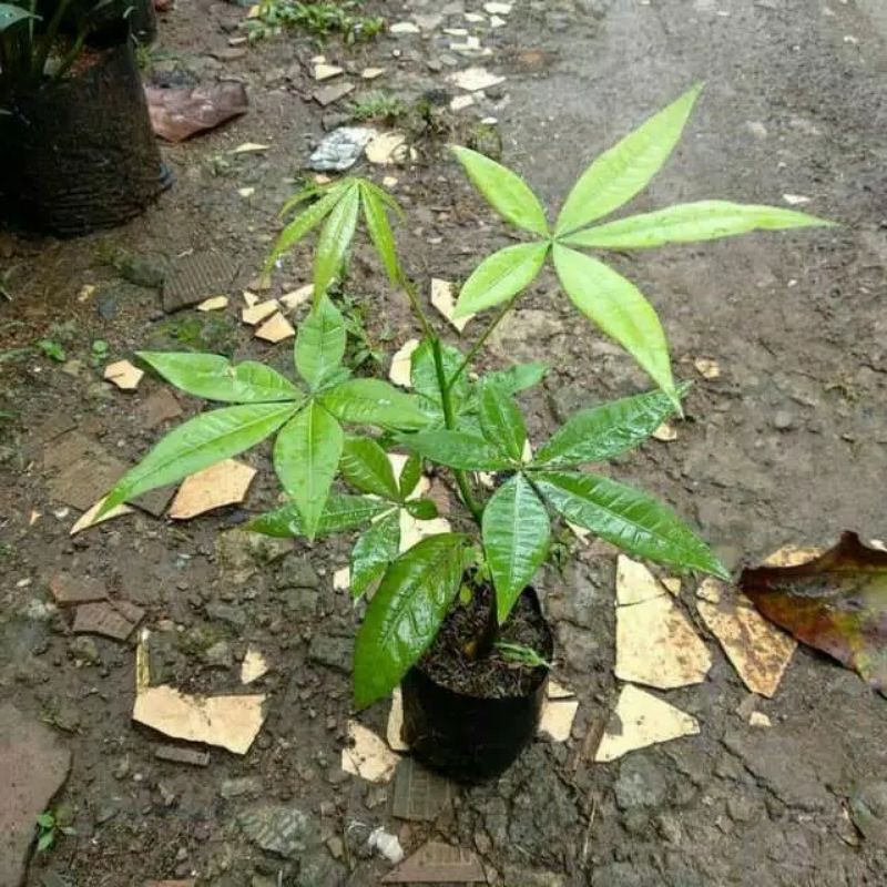 Jual pohon tanaman pacira | Shopee Indonesia