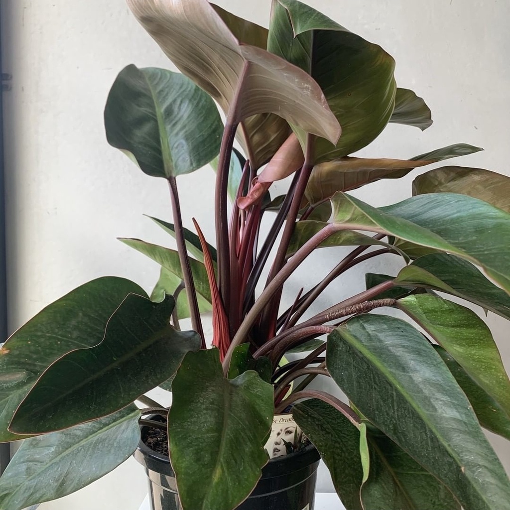 Jual Philodendron Rojo Congo Philo Anakan Tanaman Pilodendron Tanaman ...