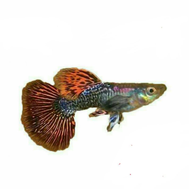 Jual ikan Guppy dragon big ear | Shopee Indonesia