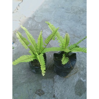 Jual TANAMAN HIAS PAKIS BOSTON - PAKU-PAKUAN | Shopee Indonesia