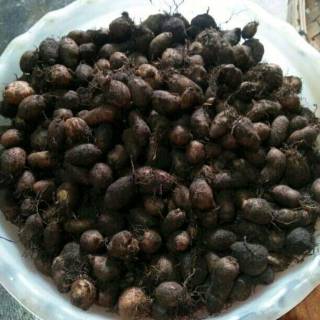 Jual Ubi KEMILI/gembili Berat 500 gram | Shopee Indonesia